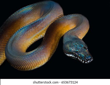 202 White lipped python Images, Stock Photos & Vectors | Shutterstock