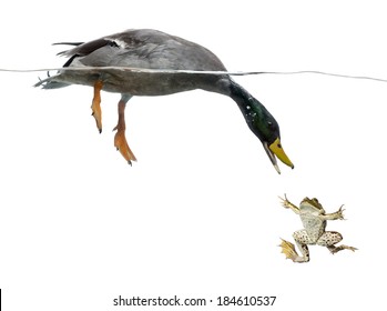 401 Bird Catch Frog Images, Stock Photos & Vectors | Shutterstock