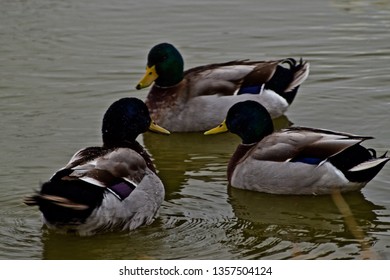 207 Texas mallard Images, Stock Photos & Vectors | Shutterstock