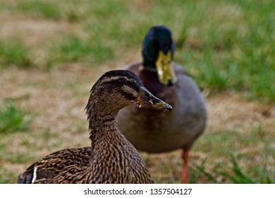 207 Texas mallard Images, Stock Photos & Vectors | Shutterstock