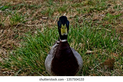 207 Texas mallard Images, Stock Photos & Vectors | Shutterstock