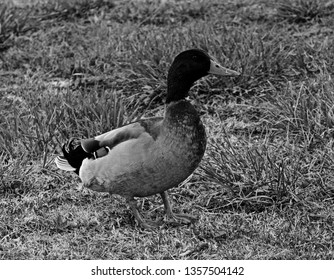 207 Texas mallard Images, Stock Photos & Vectors | Shutterstock