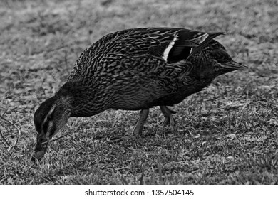 207 Texas mallard Images, Stock Photos & Vectors | Shutterstock