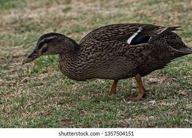 207 Texas mallard Images, Stock Photos & Vectors | Shutterstock