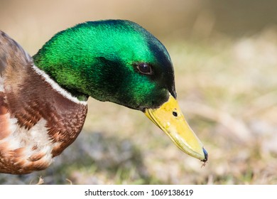 Close Side Profile Portrait Male Mallard Stock Photo (Edit Now) 1050989399