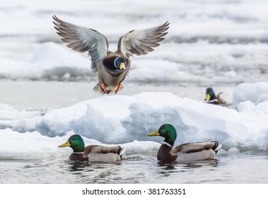 Mallards Stock Photo 381763351 | Shutterstock