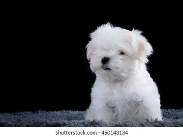 Portrait Cute White Longhaired Maltese Puppy Stock Photo 1066965305 ...