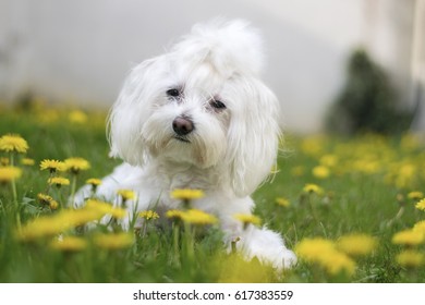 Maltezer Images, Stock Photos & Vectors | Shutterstock