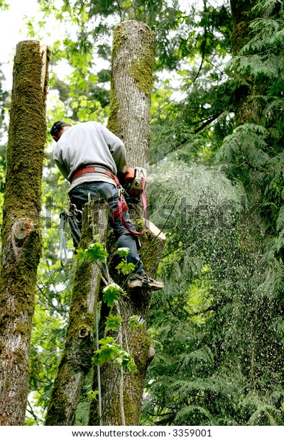 Man Cutting Tree Down Chainsaw Stock Photo (Edit Now) 3359001