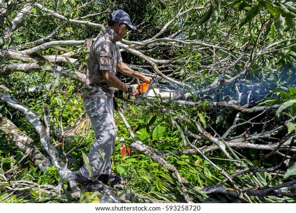 Man cutting trees using an electrical chainsaw without wearing ...