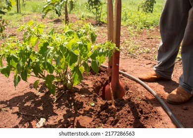 13,854 Plantation tools Images, Stock Photos & Vectors | Shutterstock