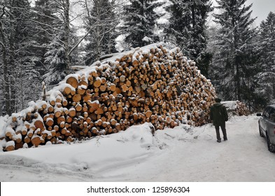 Man Inspecting Big Timber Stack Forest Foto Stok 125896304 | Shutterstock