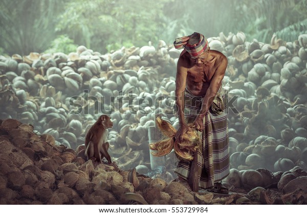 Man Monkey Working Harvesting Coconuts Stock Photo (Edit Now) 553729984