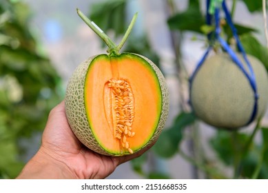 1,566 Watermelon split Images, Stock Photos & Vectors | Shutterstock