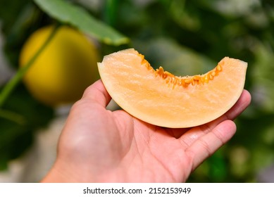 1,566 Watermelon split Images, Stock Photos & Vectors | Shutterstock