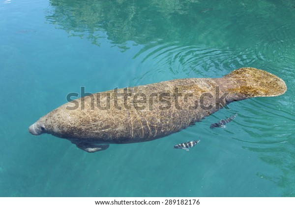 Manatee Stock Photo 289182176 | Shutterstock