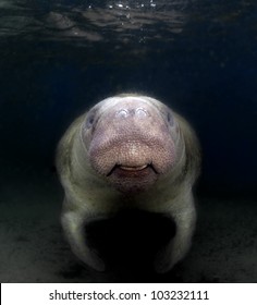 Manatee Smiling Camera Stock Photo 103232111 | Shutterstock