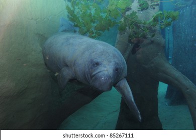 114 Manati Images, Stock Photos & Vectors | Shutterstock