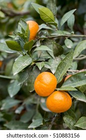 Mandarin Tree Stock Photo 510883156 | Shutterstock