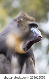 370 Angry mandrill Images, Stock Photos & Vectors | Shutterstock