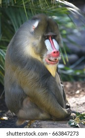 30 Smiling Mandrill Stock Photos, Images & Photography | Shutterstock