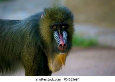 30 Smiling Mandrill Stock Photos, Images & Photography | Shutterstock