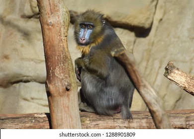 mandrill Images, Stock Photos & Vectors | Shutterstock