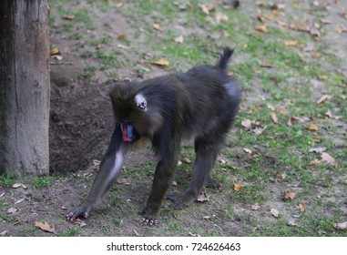 Black Vietnamese Pig Yard Foto de stock 242263270 | Shutterstock
