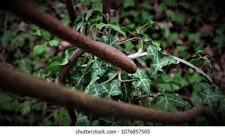 Mangled Wire Ivy Stock Photo 1076857505 | Shutterstock