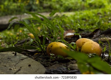 Mango Stock Photo 721895830 | Shutterstock
