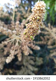 580 Mango Inflorescence Images, Stock Photos & Vectors | Shutterstock