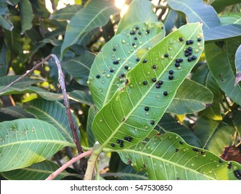 Mango Leaf Gall Midge Stock Photo 547530871 | Shutterstock
