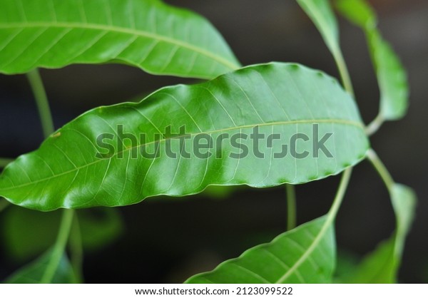 Mango Leaf Surface Veins Stock Photo 2123099522 | Shutterstock
