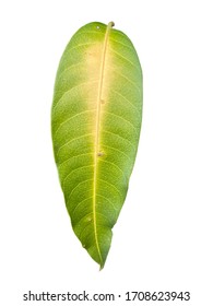 Mango Leaf Texture Cut Out Di Stock Photo 1708623943 | Shutterstock