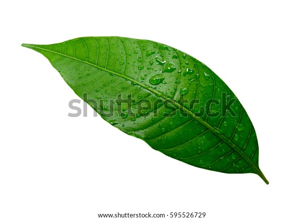 142,947 Mango and leaf 图片、库存照片和矢量图 | Shutterstock