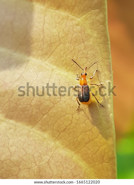 Mango Leafcutting Weevil Deporaus Marginatus Injured Stock Photo ...