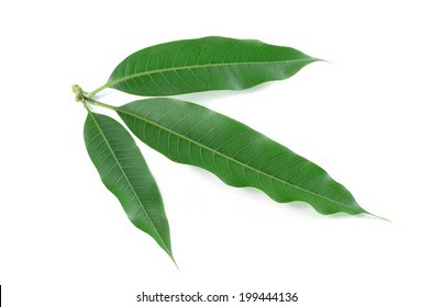 114,391 Mango leaves Stock Photos, Images & Photography | Shutterstock