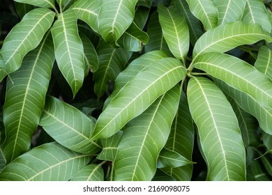 1,573 Mango Leave Images, Stock Photos & Vectors | Shutterstock