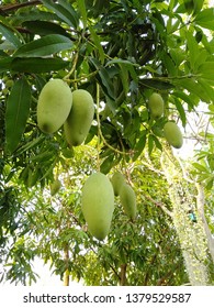 Mango Nam Dok Maithe Fruit Has 스톡 사진 1379529587 | Shutterstock