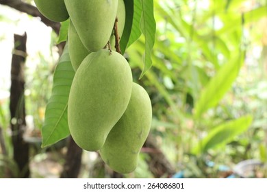 Mango On Tree Stock Photo 264086801 | Shutterstock