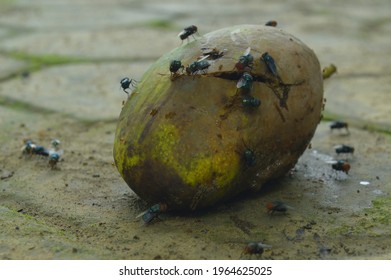 1,235 imágenes de Rotten mango - Imágenes, fotos y vectores de stock ...