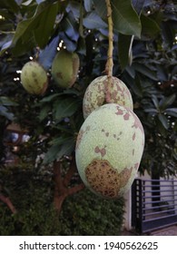 Mango scab : 5 images, photos et images vectorielles de stock ...