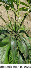 93 Sooty mold mango Images, Stock Photos & Vectors | Shutterstock