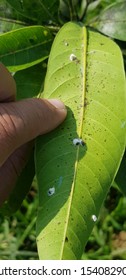 Mango Scale Insect Development Sooty Mold Stock Photo 1540829090 ...