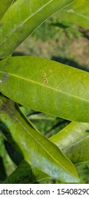 Mango Scale Insect Development Sooty Mold Stock Photo 1540829093 ...