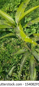 Mango Scale Insect Development Sooty Mold Stock Photo (Edit Now) 1542035984
