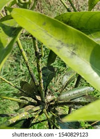 Mango Scale Insect Development Sooty Mold Stock Photo 1540829123 ...