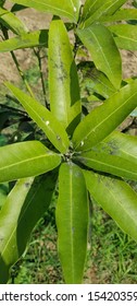 Mango Scale Insect Development Sooty Mold Stock Photo 1542035918 ...