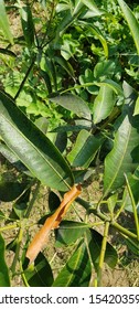 Mango Scale Insect Development Sooty Mold Stock Photo 1542035921 ...