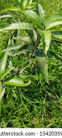93 Sooty mold mango Images, Stock Photos & Vectors | Shutterstock